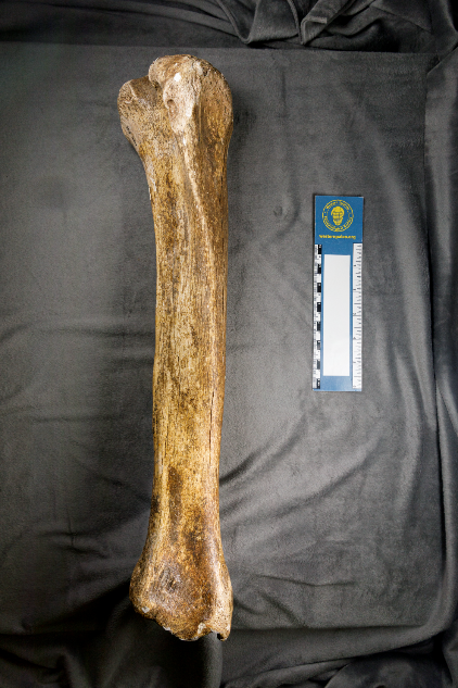 Around Utah: Ice Age camel fossil found along the Green River in Utah ...